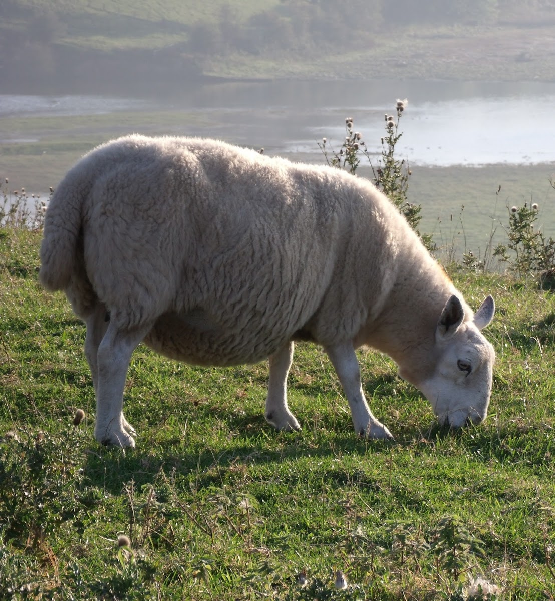 British Milk Sheep | Project Noah
