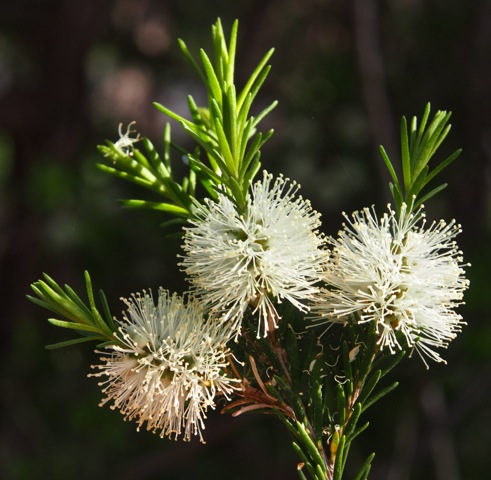 Swamp Paperbark | Project Noah