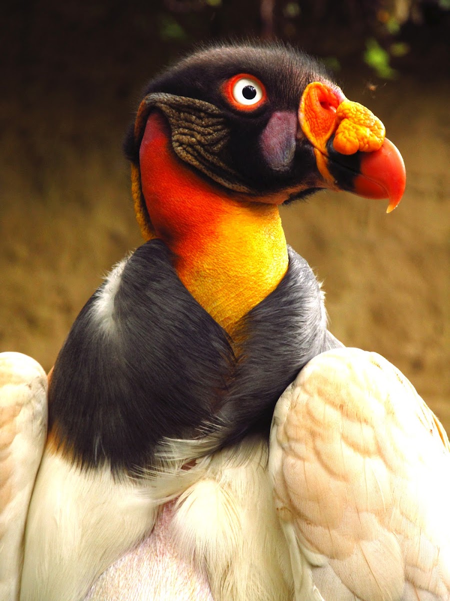 Rey Gallinazo | Project Noah