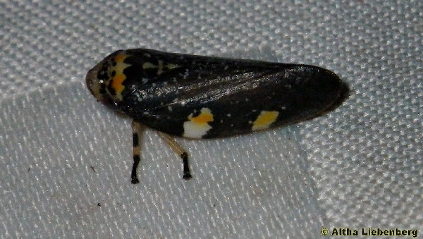 Tipuana Spittle Bug | Project Noah