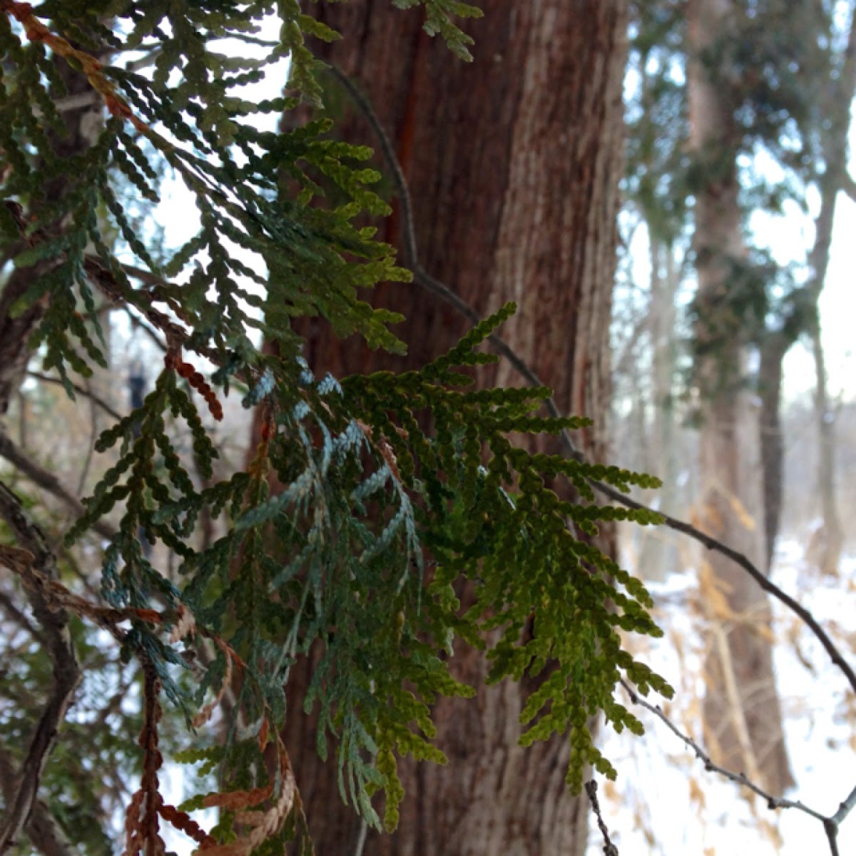 White Cedar | Project Noah