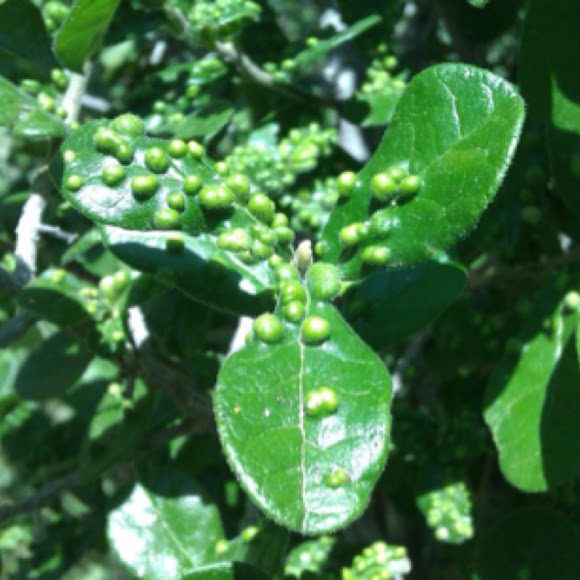 Leaf galls on Texas Persimmon | Project Noah