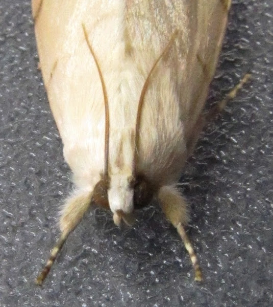 Palm Flower Moth | Project Noah