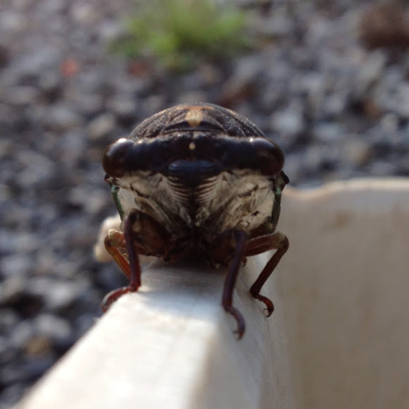 Cicada | Project Noah