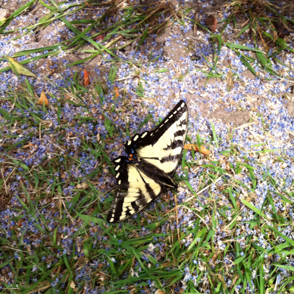 Canadian Tiger Swallowtail | Project Noah