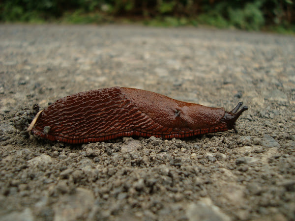 European Red Slug | Project Noah