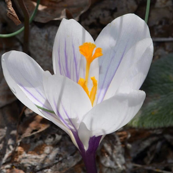 Crocus | Project Noah