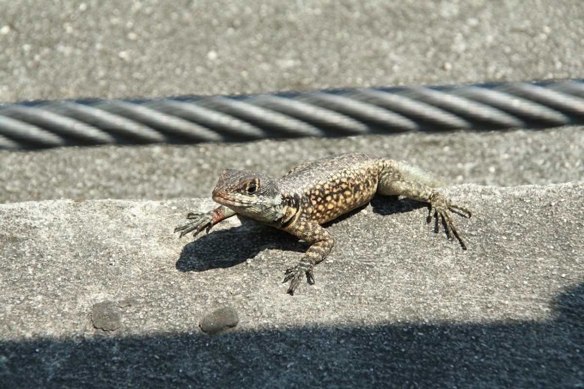 Common Tegu | Project Noah