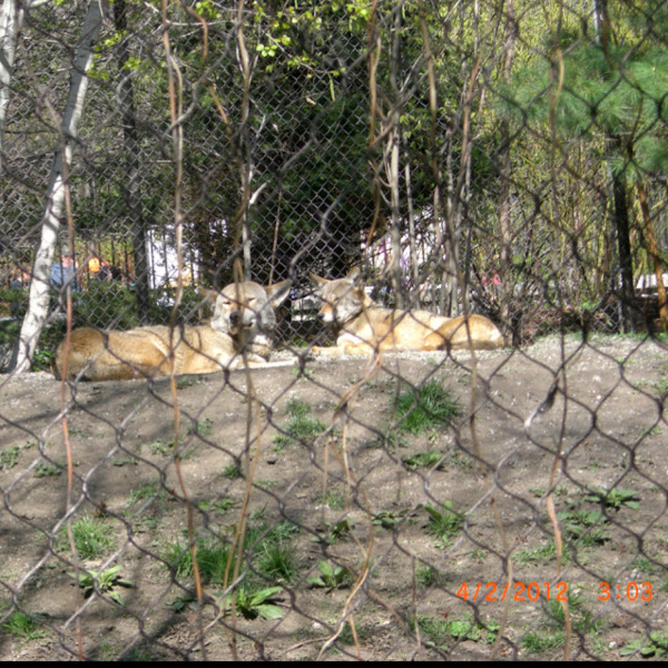 Red wolf | Project Noah