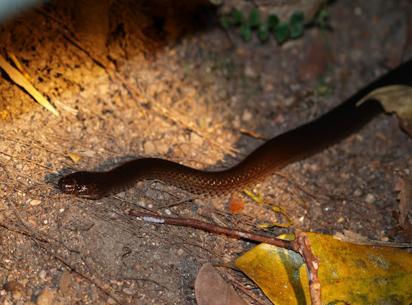 Slaty-grey snake | Project Noah