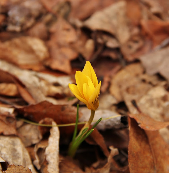 Crocus | Project Noah