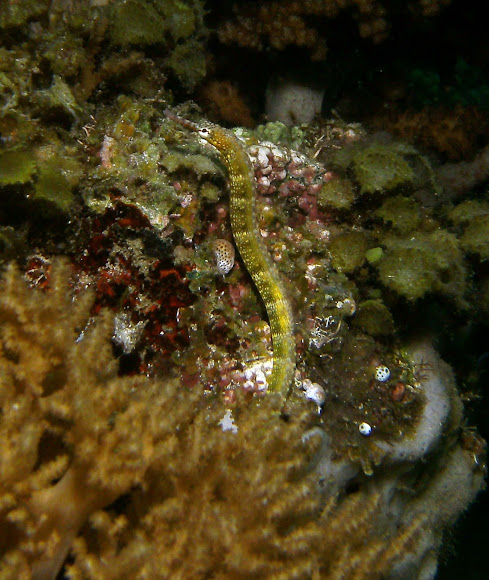 Yellow spotted pipefish | Project Noah