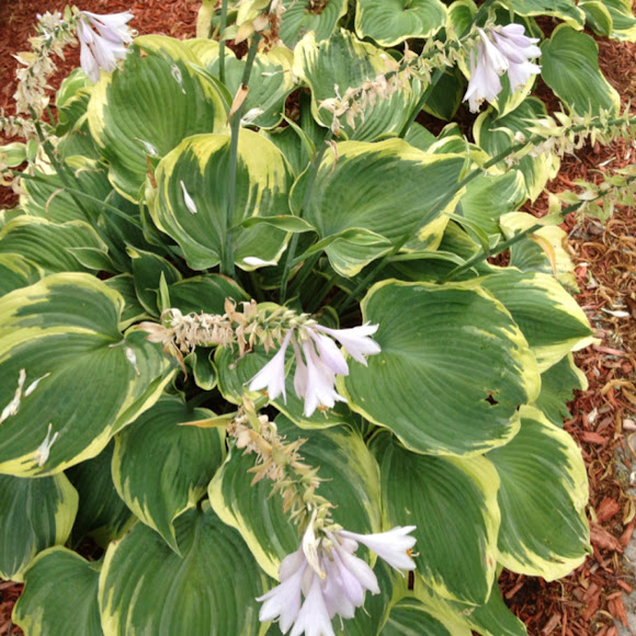 Hosta 'Atlantis' | Project Noah