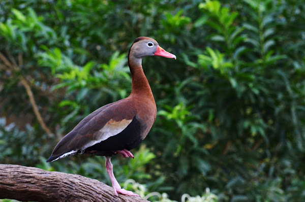 Piche, Pichiche, Pijije común | Project Noah