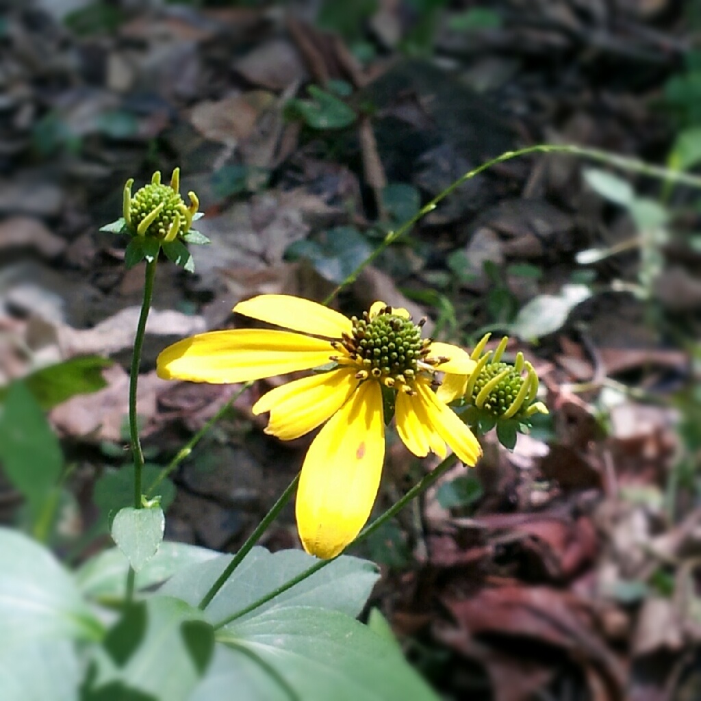 Crownbeard | Project Noah