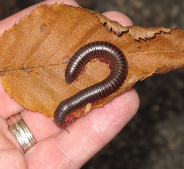 North American millipede | Project Noah