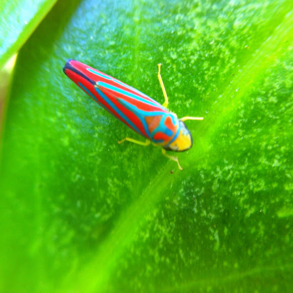 Candy-Striped Leafhopper | Project Noah