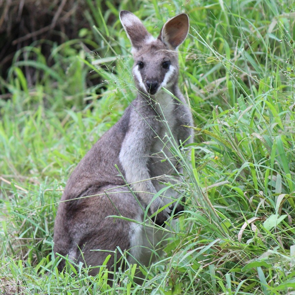 Pretty-faced Wallaby | Project Noah