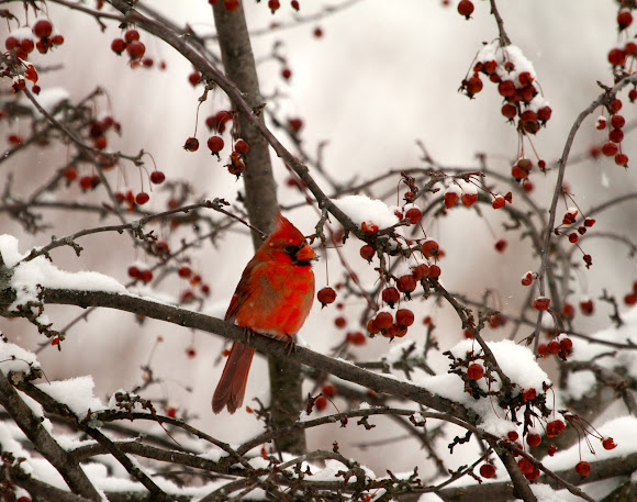 Northern Cardinal | Project Noah