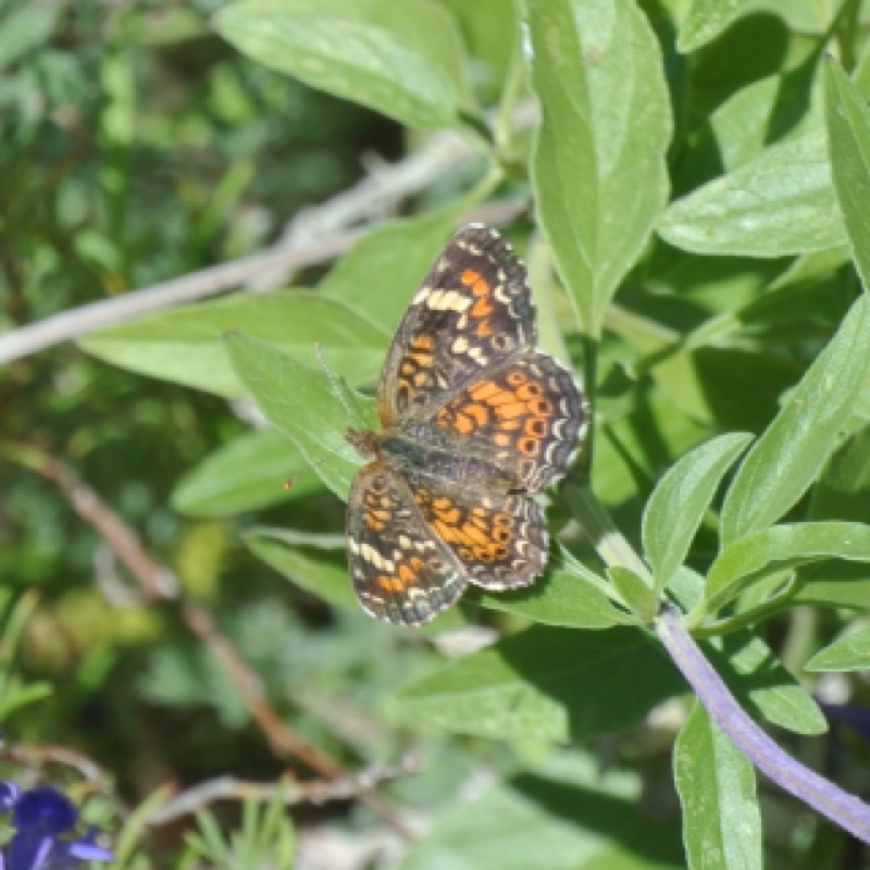 Phaon Crescent | Project Noah