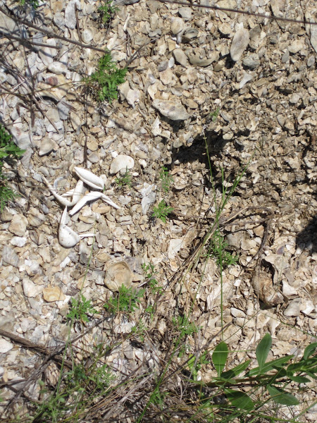 Diamondback Terrapin eggs | Project Noah