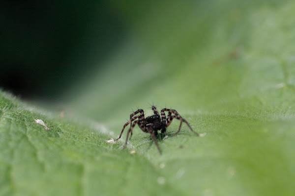 Wolfspin - Pardosa sp.? | Project Noah