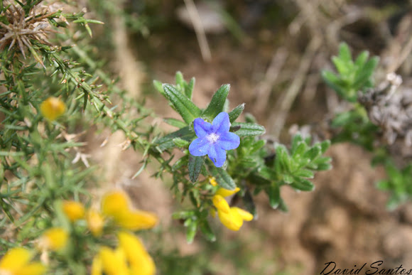 Erva-das-sete-sangrias | Project Noah