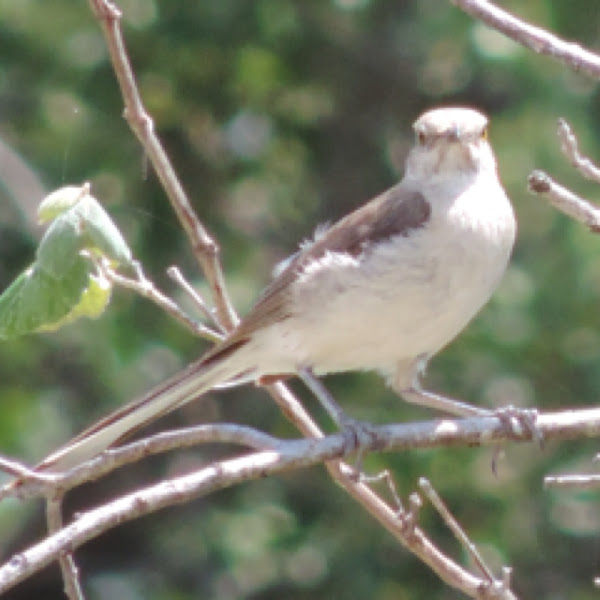 Northern Mockingbird immature | Project Noah