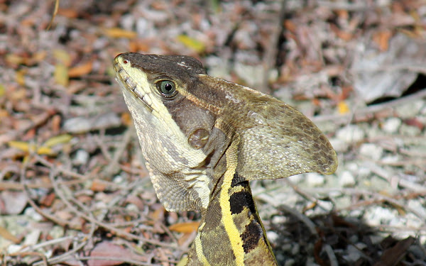 Striped Basilisk | Project Noah