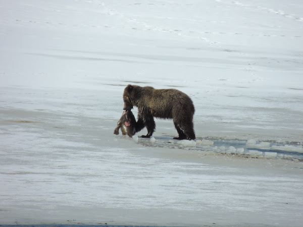 Grizzly Bear | Project Noah