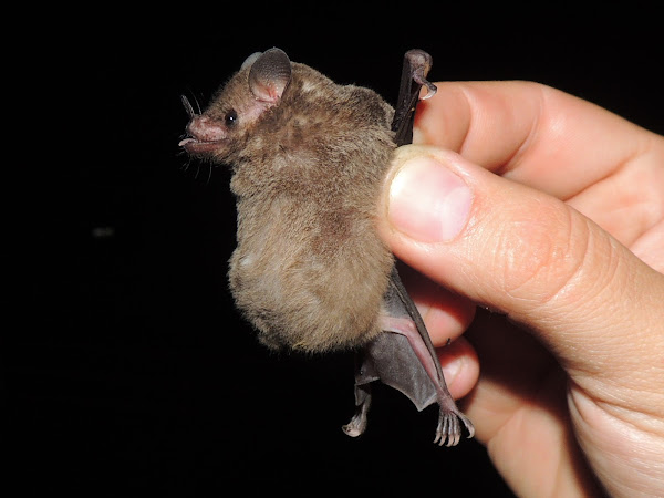 Pallas's Long-Tongued Bat | Project Noah
