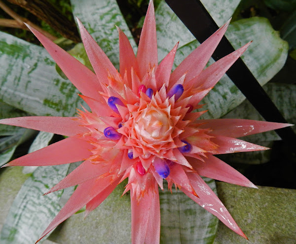 Urn Plant | Project Noah