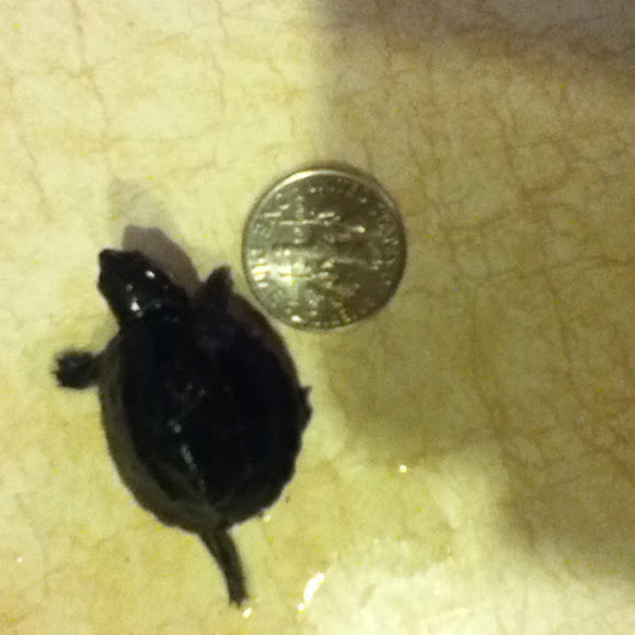 Musk turtle | Project Noah