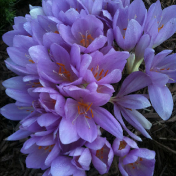 Crocus | Project Noah