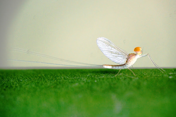 Mayfly or Shadfly | Project Noah