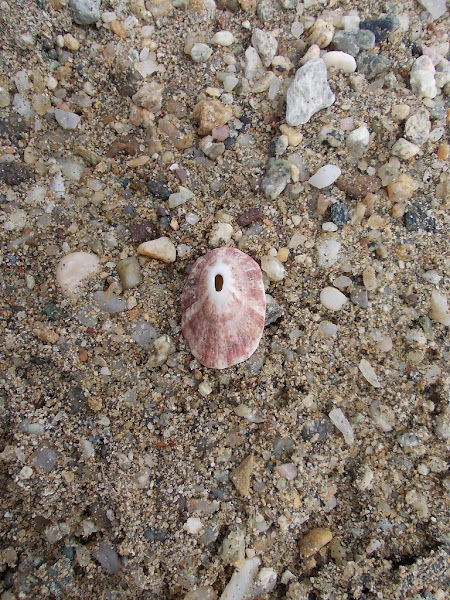 Greek keyhole limpet (πεταλίδα) | Project Noah