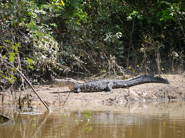 Black Caiman | Project Noah