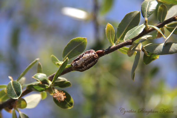 Mantis Ootheca | Project Noah