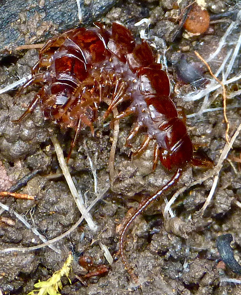 Stone centipede | Project Noah