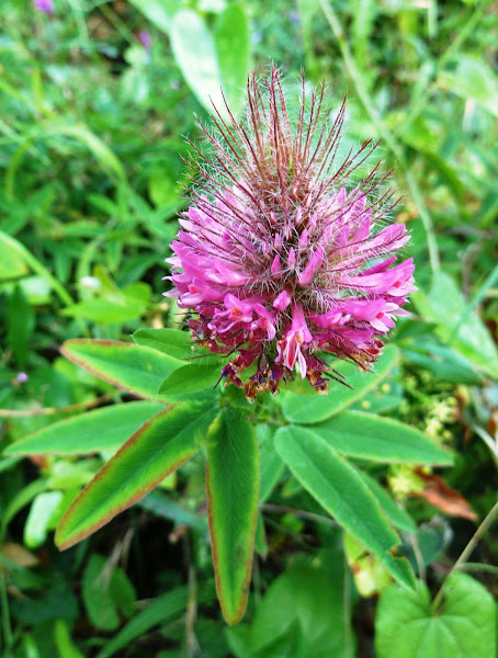 Red Feather Clover / Velika crvena djetelina | Project Noah