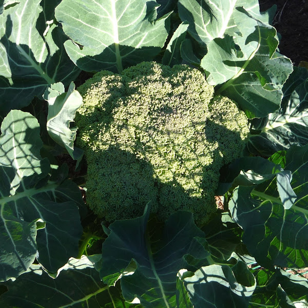 Brécol, bróculi o brócoli | Project Noah