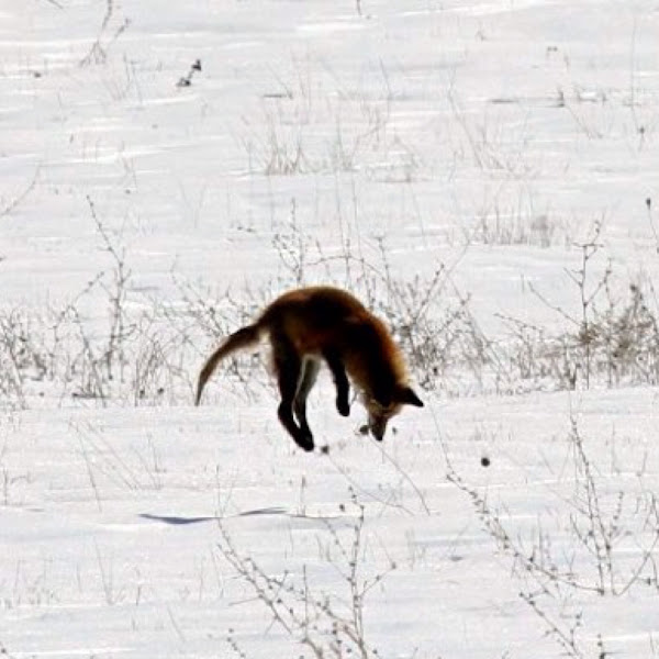 Red fox | Project Noah