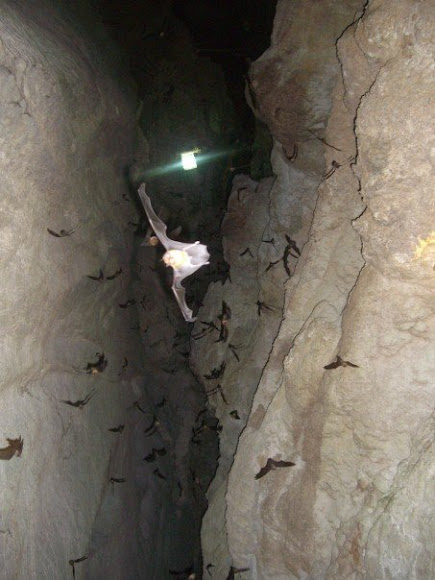 Cuban evening bat | Project Noah