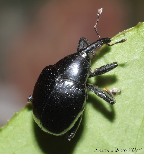 Weevil | Project Noah