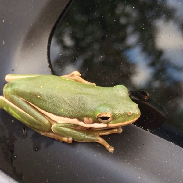 Green Treefrog | Project Noah