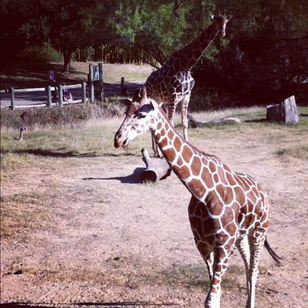 Giraffe | Project Noah