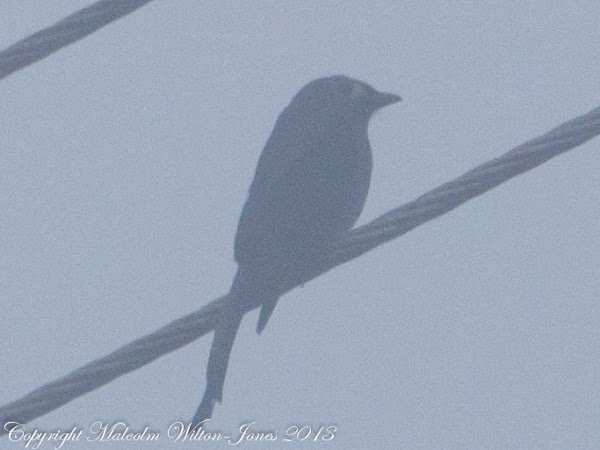 Ashy Drongo | Project Noah