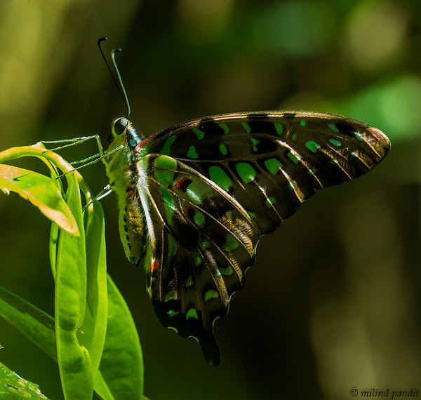 Andaman Tailed Jay | Project Noah