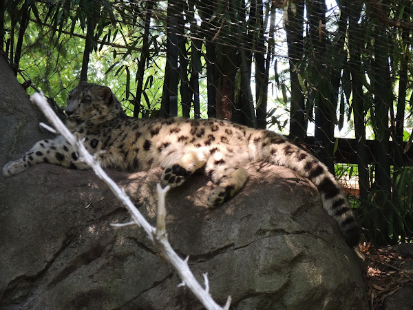 Snow Leopard | Project Noah