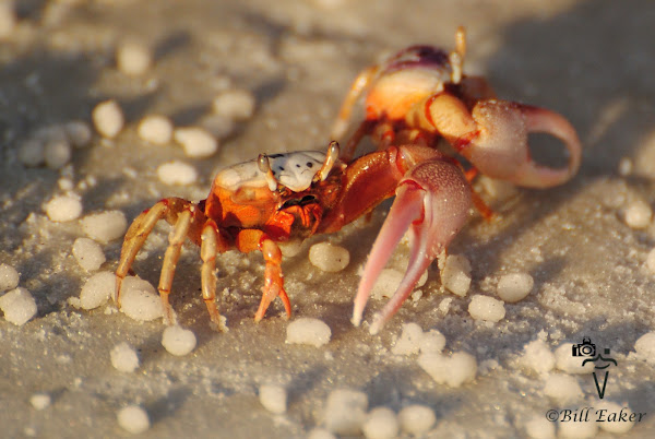 Sand Fiddler Crab | Project Noah